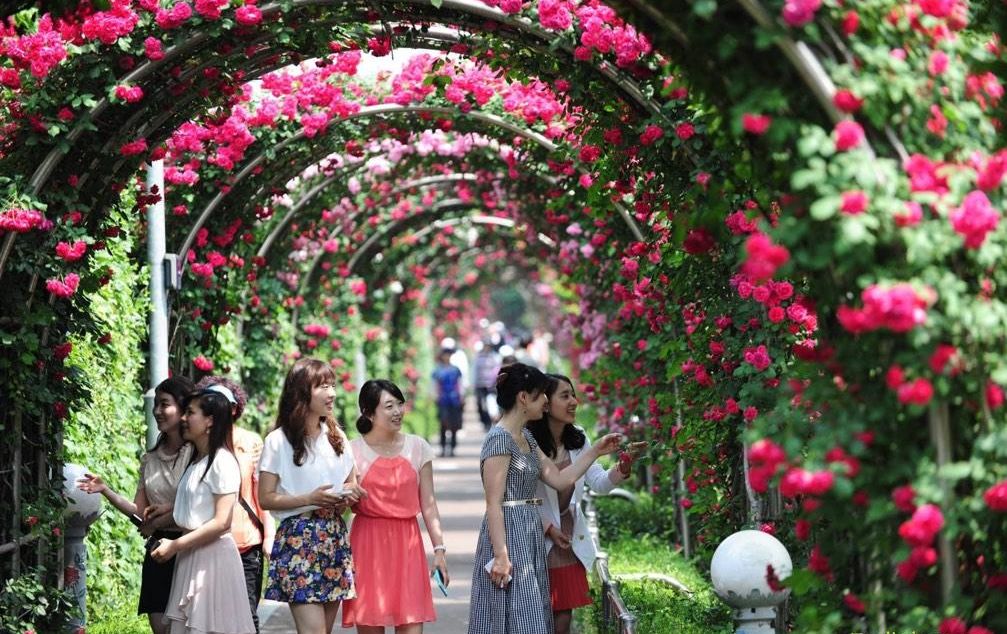 "Lạc lối" ở công viên hoa hồng Rose Park Hà Nội đầy thơ mộng - iVIVU.com