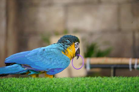 Show Vũ điệu chim trời – Trải nghiệm độc lạ với nhiều loài chim quý ...