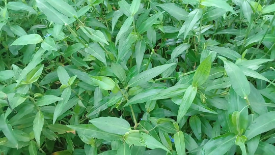 Thương nhớ một thời các loại rau miền Tây dân dã - iVIVU.com