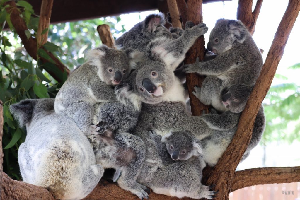Khu bảo tồn gấu Koala Lone Pine đáng yêu tại Brisbane, Úc