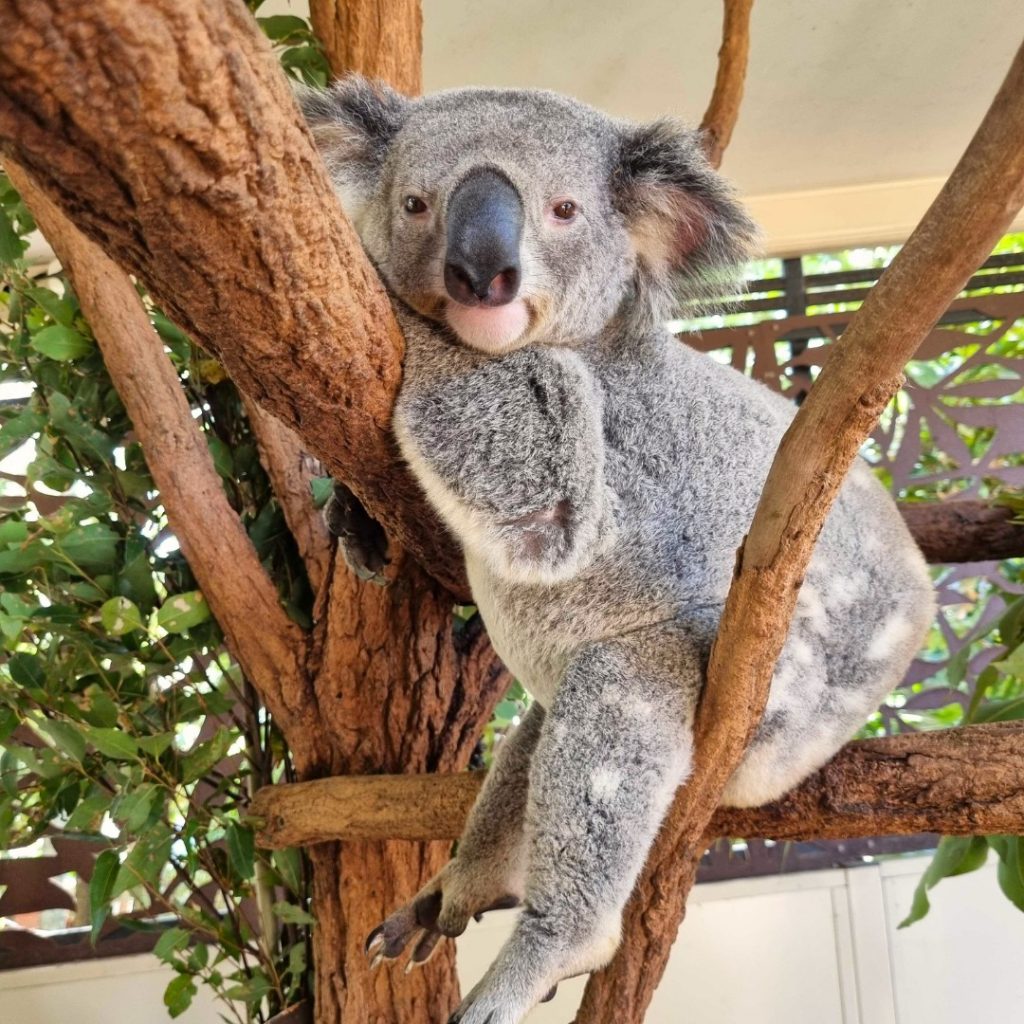 Khu bảo tồn gấu Koala Lone Pine đáng yêu tại Brisbane, Úc